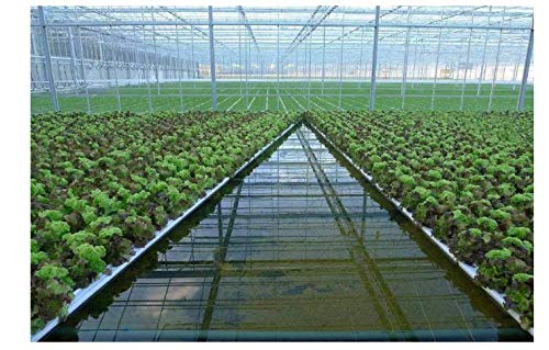 1.5 inch Rockwool/Stonewool Grow Cubes Starter Sheets for Cuttings, Cloning, Plant Propagation, Seed Starting Hydroponic Grow Media Growing Medium for Vigorous Plant Growth (28, 1.5)1