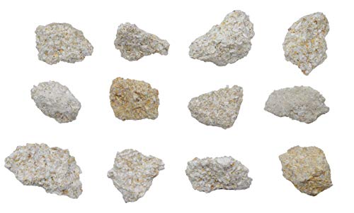 12PK Raw Coquina, Sedimentary Rock Specimens - Approx. 1" - Geologist Selected & Hand Processed - Great for Science Classrooms - Class Pack - Eisco Labs