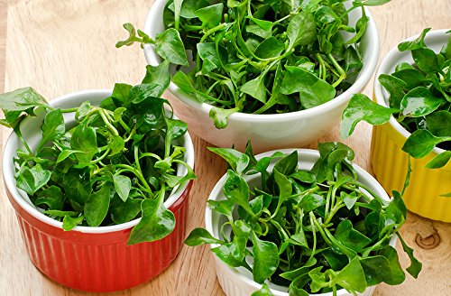 200+ Watercress Seeds Heirloom Non-GMO Delicious Superfood! Easy to Grow! from USA