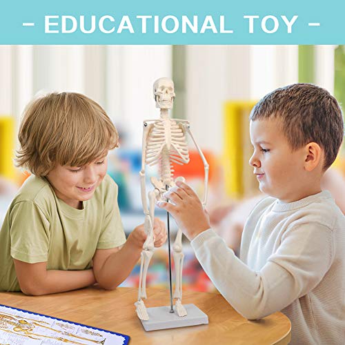 2023 Newest Design Human Skeleton Model for Anatomy,17.7β High Scientific Anatomy Human Body Model,with Movable Arms and Legs Bones Structures,Whole Spine and Ribs of The Skeleton Model are Integrated