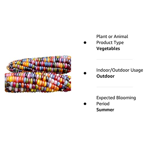 100+ Glass Gem Corn Seeds Non-GMO Popcorn Delicious Jewel-Toned, Glass-Like Kernels, Grown in USA. Rare! Ornamental and Edible! HARLEY SEEDS