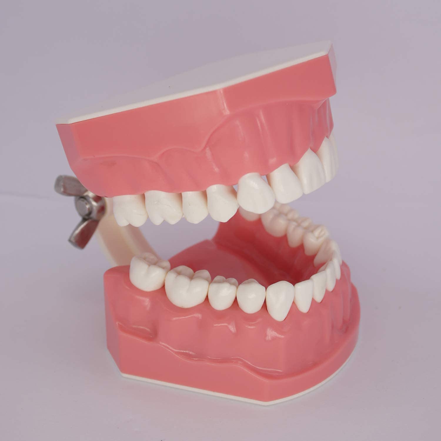 1.5 Times Large Dental Typodont Model Tooth Brushing flossing Practice Model Demonstration Removable Lower Teeth for Kids Dental Students Tooth Teach Study, 4.5 Inch x3.5 Inch x3.5 Inch
