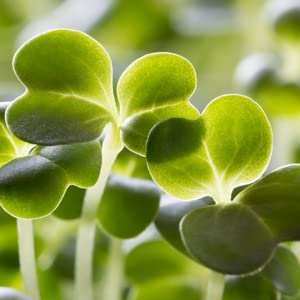 Broccoli Sprouting Seeds | Grown in USA | Non GMO | from Our Farm to Your Table (1 Pound)