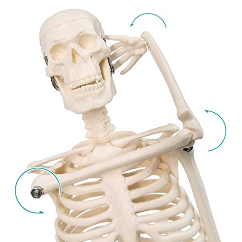 2023 Newest Design Human Skeleton Model for Anatomy,17.7β High Scientific Anatomy Human Body Model,with Movable Arms and Legs Bones Structures,Whole Spine and Ribs of The Skeleton Model are Integrated