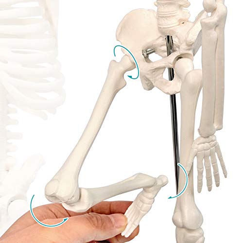 2023 Newest Design Human Skeleton Model for Anatomy,17.7β High Scientific Anatomy Human Body Model,with Movable Arms and Legs Bones Structures,Whole Spine and Ribs of The Skeleton Model are Integrated