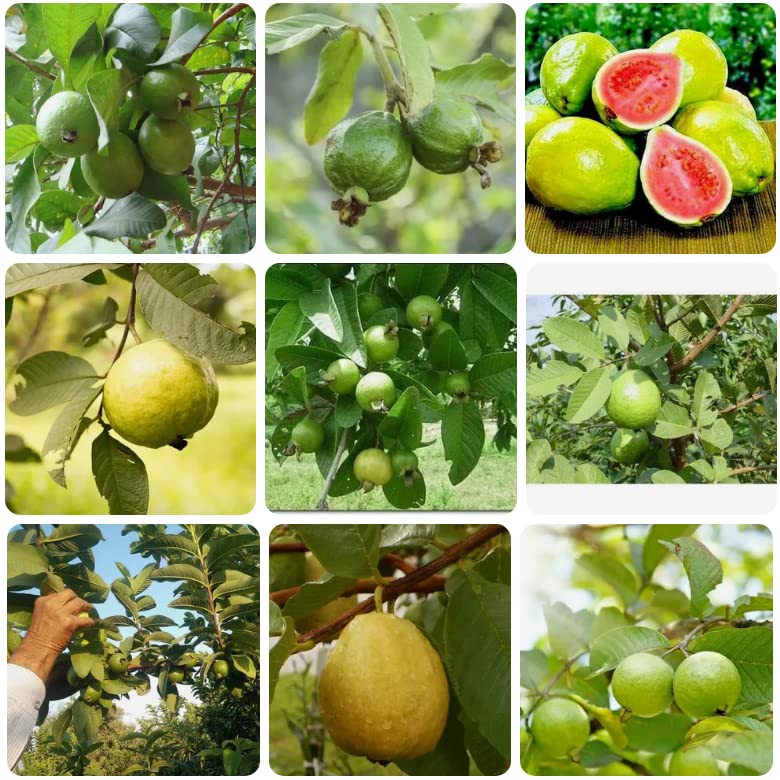 [104] Guava Fruit Tree Seeds for Planting