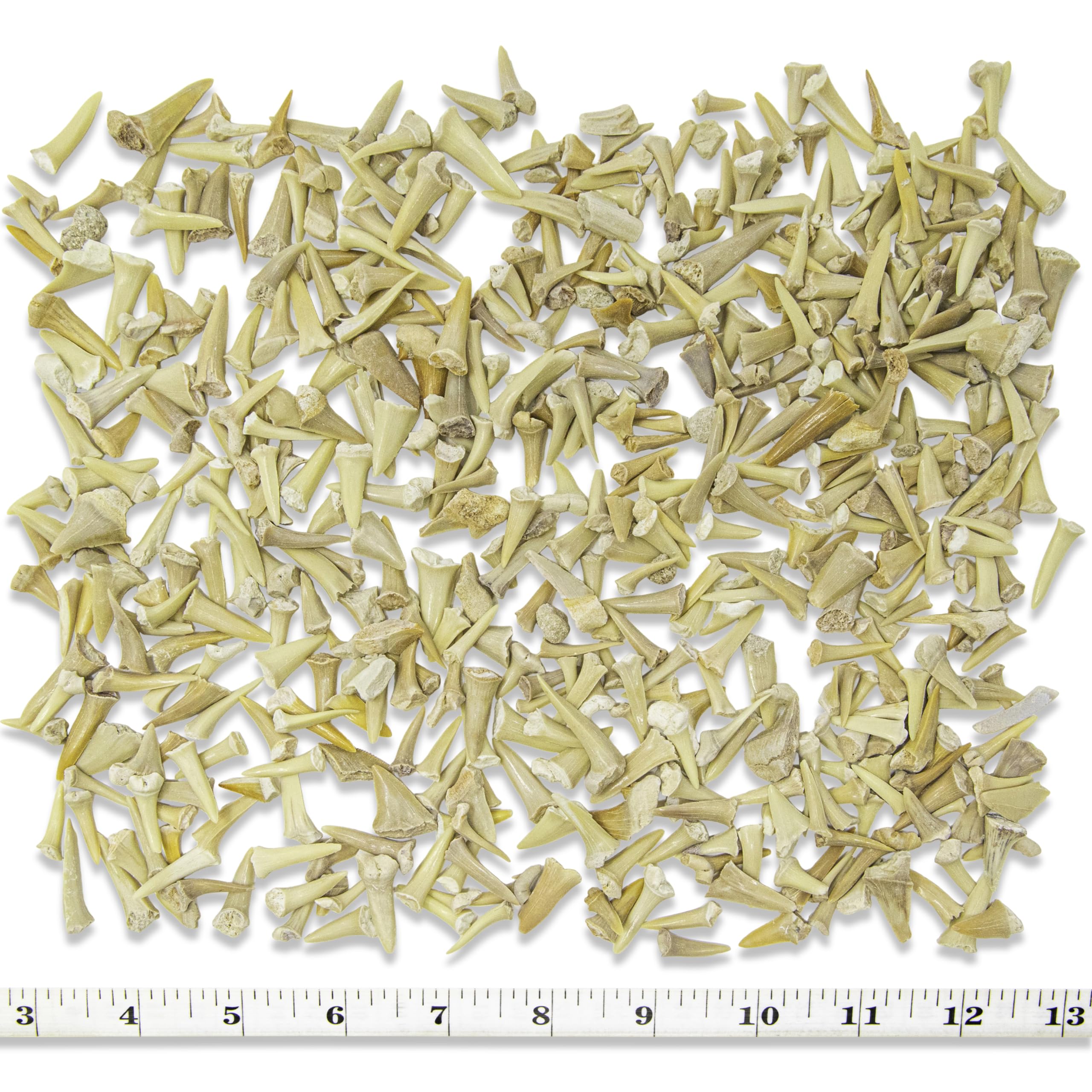 1/2 LB Shark Teeth Bulk Fossils Wholesale - Real Authentic Shark Tooth - High Grade Fossils