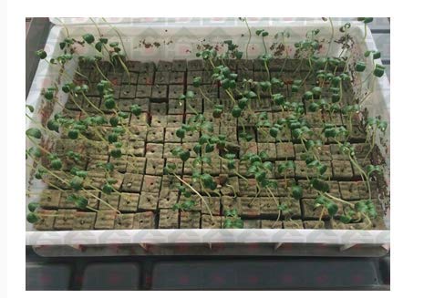 1.5 inch Rockwool/Stonewool Grow Cubes Starter Sheets for Cuttings, Cloning, Plant Propagation, Seed Starting Hydroponic Grow Media Growing Medium for Vigorous Plant Growth (28, 1.5)1