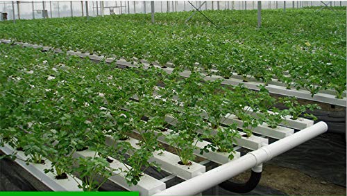 1.5 inch Rockwool/Stonewool Grow Cubes Starter Sheets for Cuttings, Cloning, Plant Propagation, Seed Starting Hydroponic Grow Media Growing Medium for Vigorous Plant Growth (28, 1.5)1