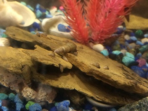 10 MALAYSIAN TRUMPET SNAILS ALGAE EATERS LIVE FRESHWATER AQUARIUM SNAILS MTS