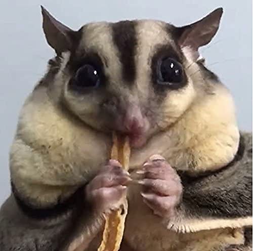 1 Pcs Fish Stick Flavor Sugar Glider Hamster Squirrel Chinchillas and Small Exotic Animals/Pet Sandwich Snacks and Food (33g)