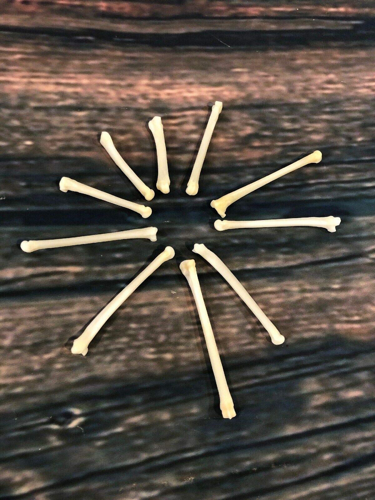 10 Real Red Fox Paw Bone Mountain Man Craft Supply Jewelry Earring Gothic Claws