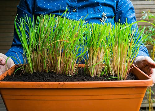 1000+ Lemongrass Seeds for Planting - Perennial Plant Outdoor Indoor Home