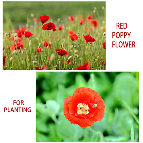 10000+ Mix Color California Poppy Flower Seeds for Planting Open-Pollinated Non GMO, Year Round Planting (Pink, Red, White, Yellow)