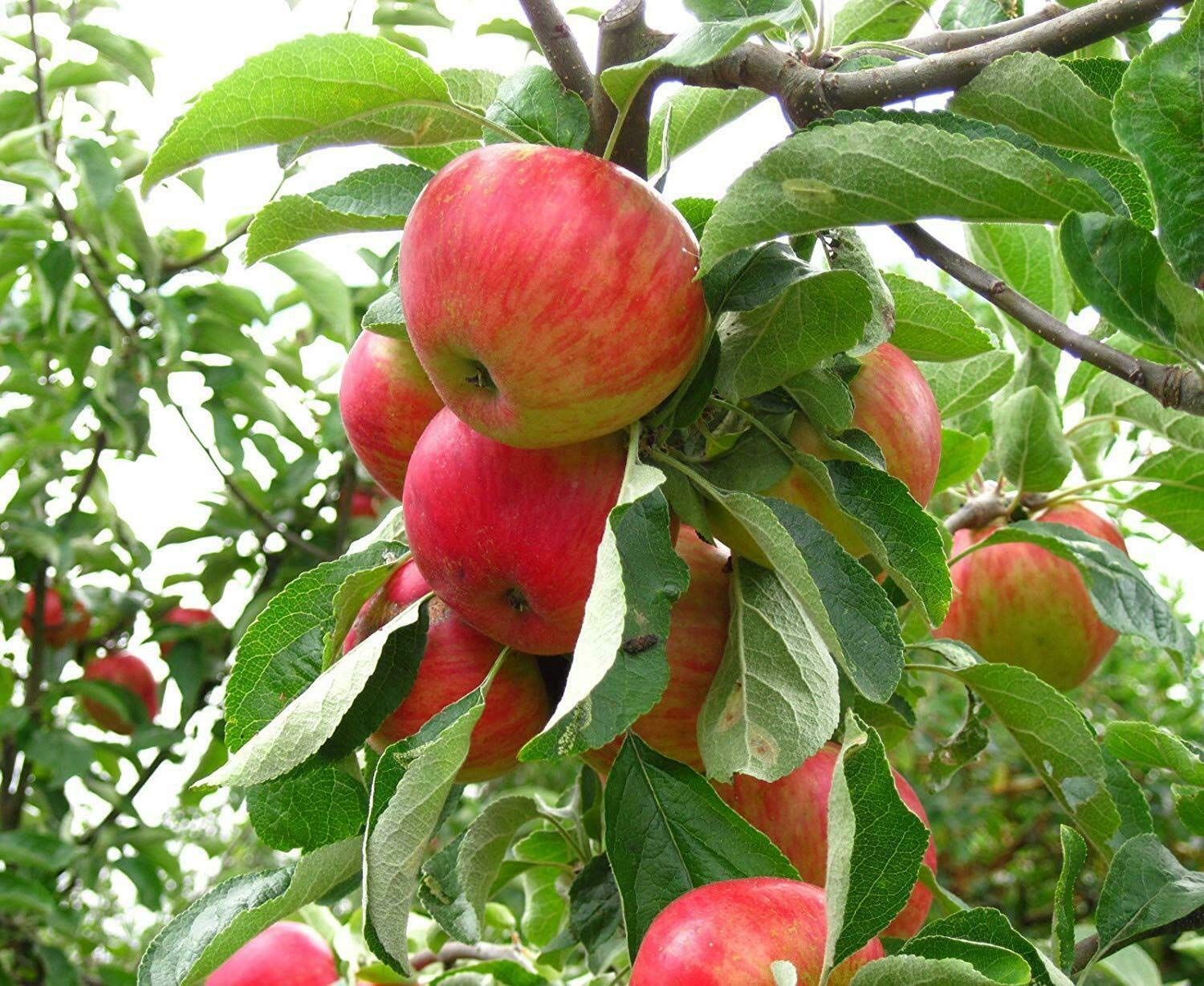 1 Dwarf Fuji Apple Tree 1-2 FT Flowering Fruit Trees
