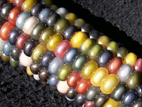 100+ Glass Gem Corn Seeds Non-GMO Popcorn Delicious Jewel-Toned, Glass-Like Kernels, Grown in USA. Rare! Ornamental and Edible! HARLEY SEEDS