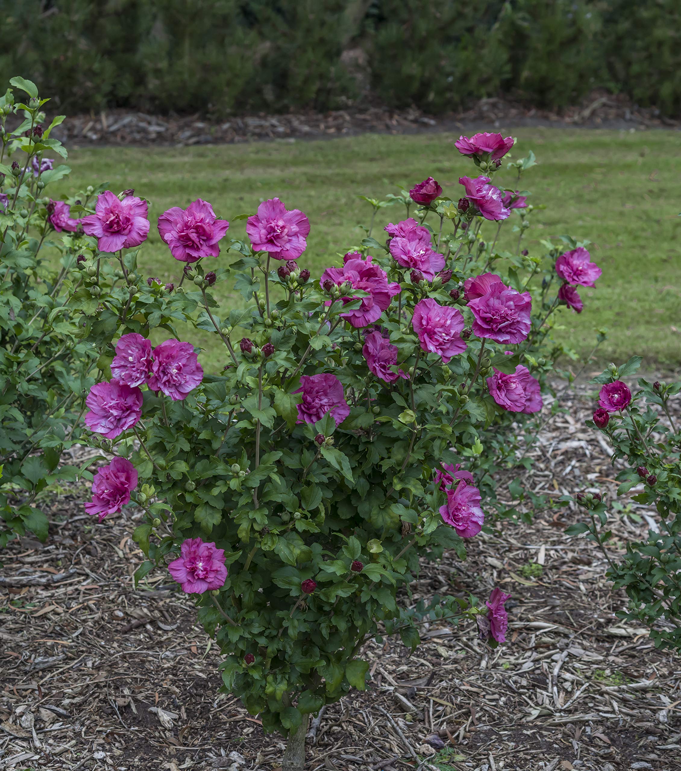 1 Gallon Magenta Chiffon Rose of Sharon (Hibiscus) Live Plant, Purple Flowers