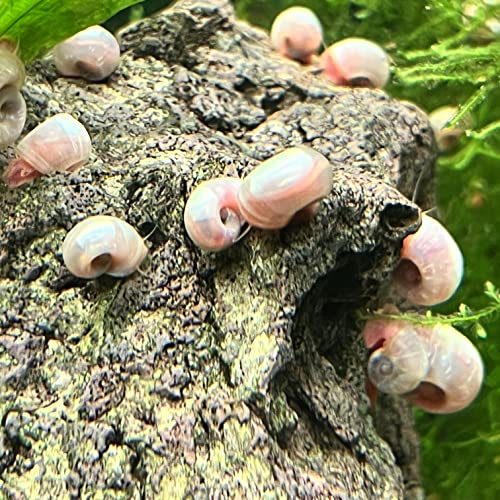 10 Live Ramshorn Snails by Dylfinds for Freshwater Aquarium/Pond Colony Start Clean-up Crew Planorbella Duryi (Bubblegum Pink)