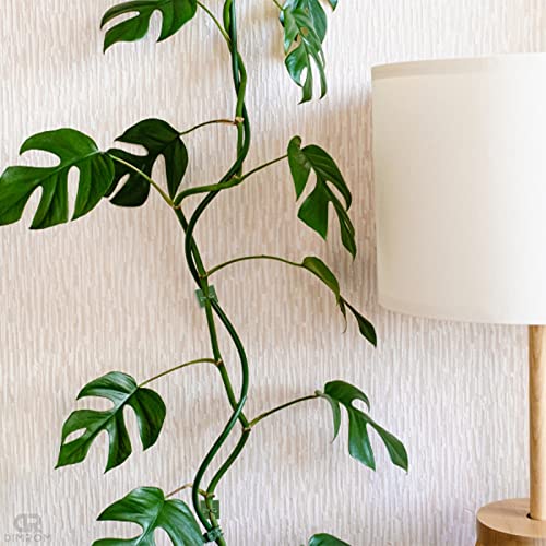110Pcs Wall Plants Climber Vine Sticky Wall Clips Green 3 Different Size Wall Fixture Clips | Plant Fixture Cable Clips Self-Adhesive Plant Clips Fixing Hook Wall Vine Supports Traction Wall Clip