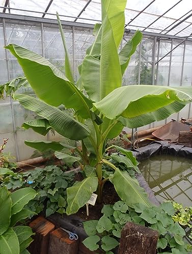1 Live Plant Dwarf Cavendish Banana Fruit Tree 2 to 3 feet, Read to Plant