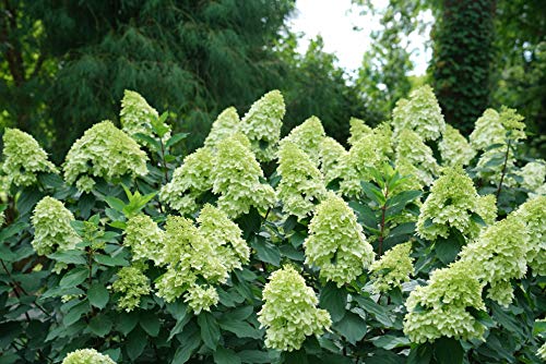 1 Gallon Limelight Prime Panicle Hydrangea (Paniculata) Live Plant, Green and Pink Flowers