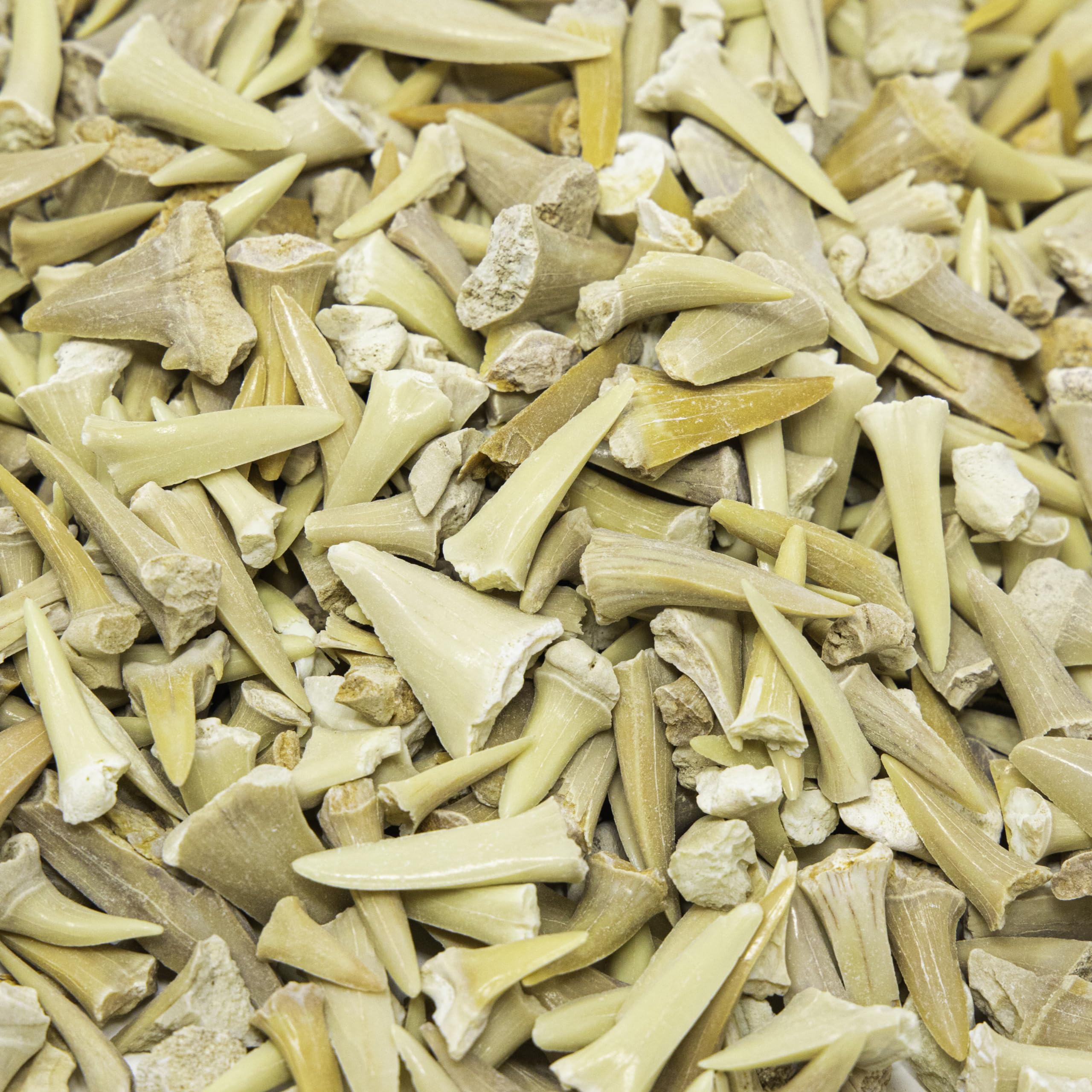 1/2 LB Shark Teeth Bulk Fossils Wholesale - Real Authentic Shark Tooth - High Grade Fossils