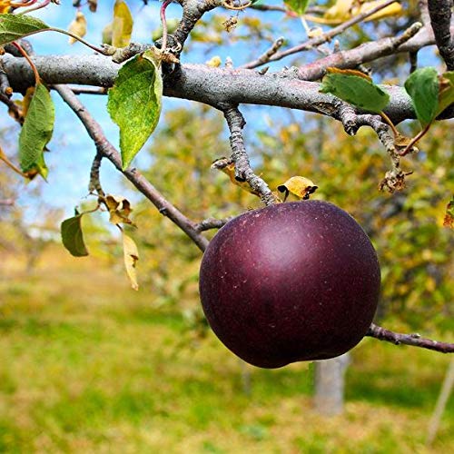 1 Dwarf Arkansas Black Apple Tr.ee 14" in Tall Fru.it