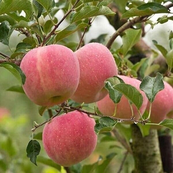 1 Live Dormant Plant Fuji Apple Trees Dwarf Apple Janpanese Fruit 2 to 3 Ft Tall Now