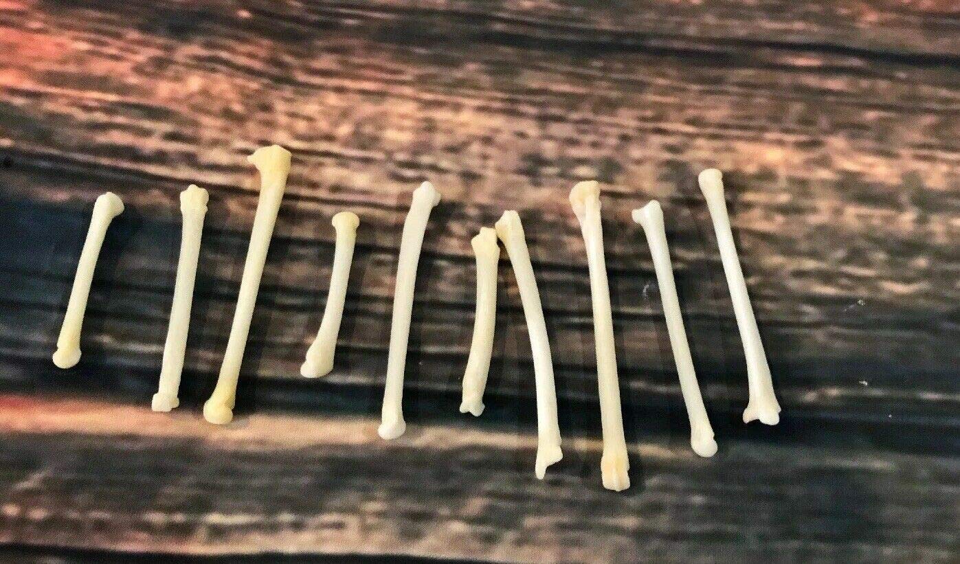 10 Real Red Fox Paw Bone Mountain Man Craft Supply Jewelry Earring Gothic Claws