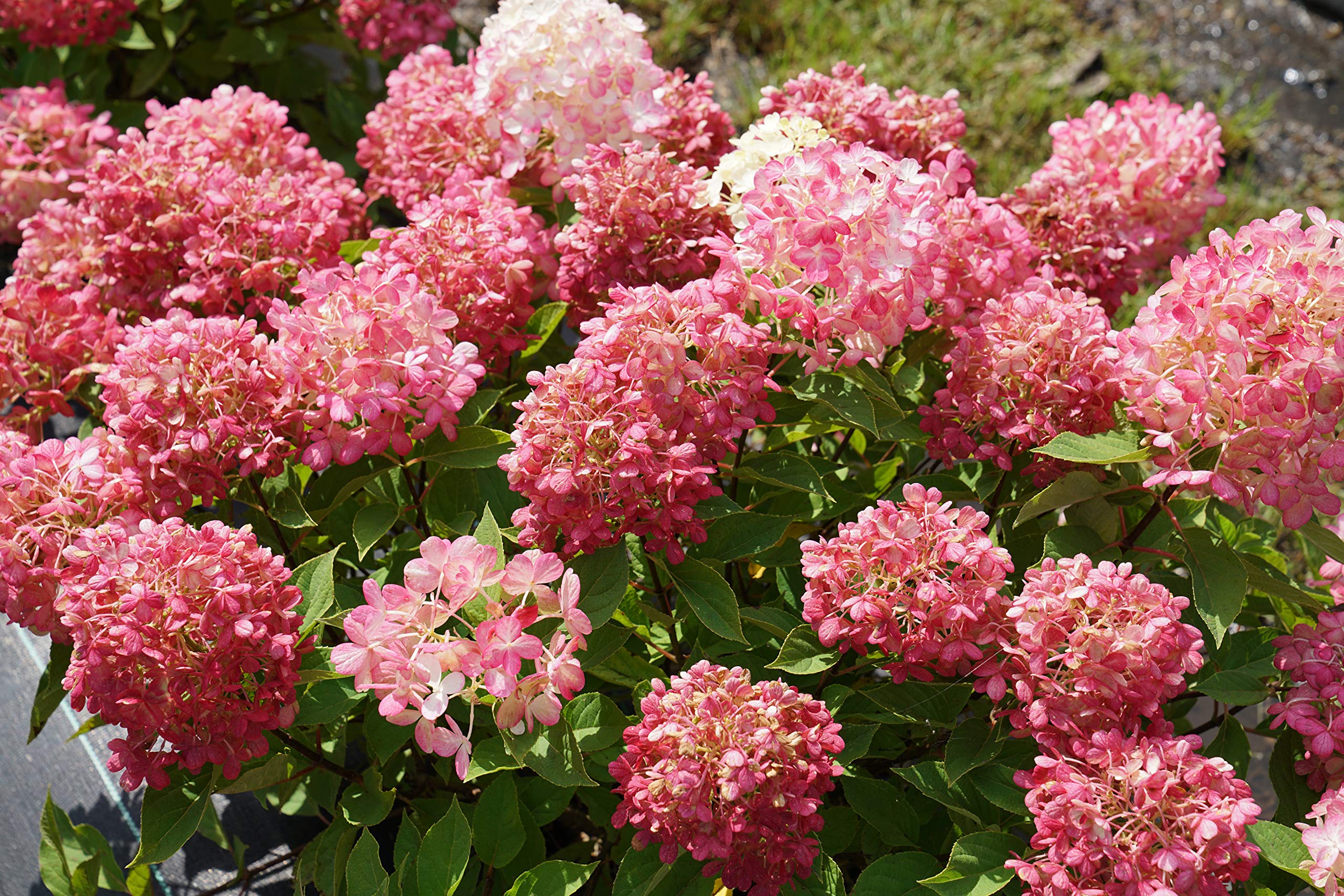 1 Gallon Fire Light Tidbit Panicle Hydrangea (Paniculata) Live Plant, White, Pink, and Red Flowers