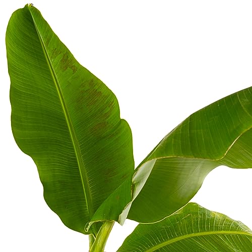 1 Live Plant Dwarf Cavendish Banana Fruit Tree 2 to 3 feet, Read to Plant