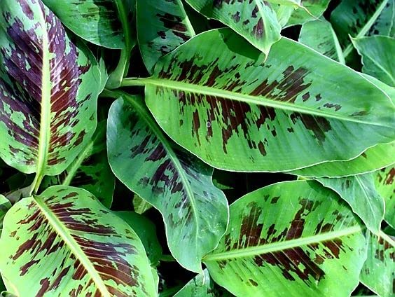 1 Starter Plant of Dwarf Cavendish Banana Tree