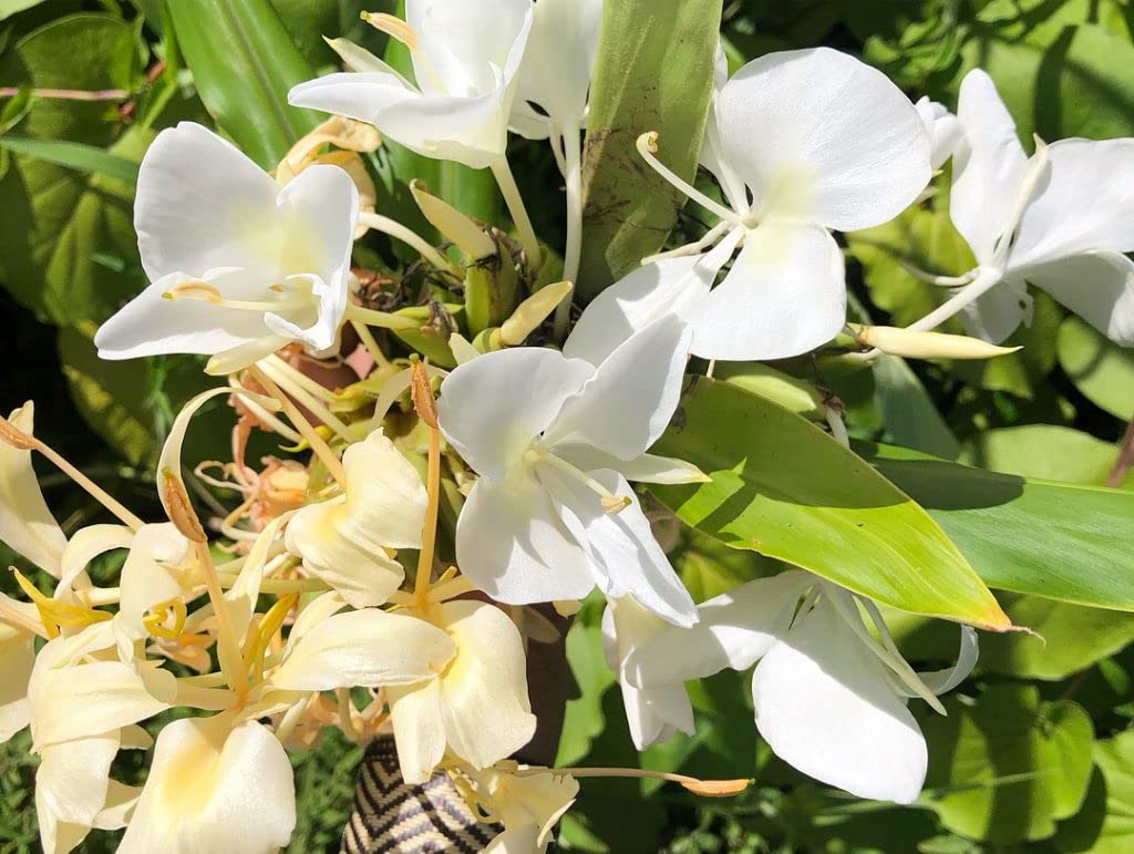 1 White Butterfly Ginger Lily Plant Live, Fragrant Ginger Live Plant 8 Inc Height for Planting