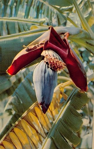1 Live Plant Dwarf Cavendish Banana Fruit Tree 2 to 3 feet, Read to Plant