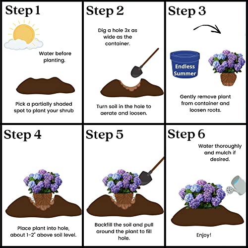1 Gal. Endless Summer Bloomstruck Hydrangea
