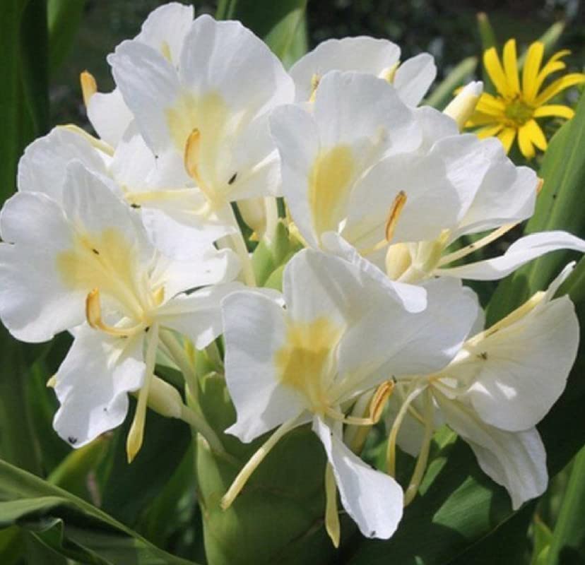 1 White Butterfly Ginger Lily Plant Live, Fragrant Ginger Live Plant 8 Inc Height for Planting