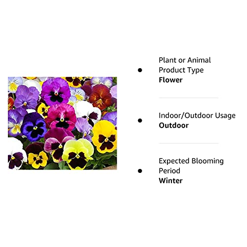 1,000+ Pansy Seeds- Swiss Giants Mix Flower Seeds (Bulk) Hardy Annual by Ohio Heirloom Seeds