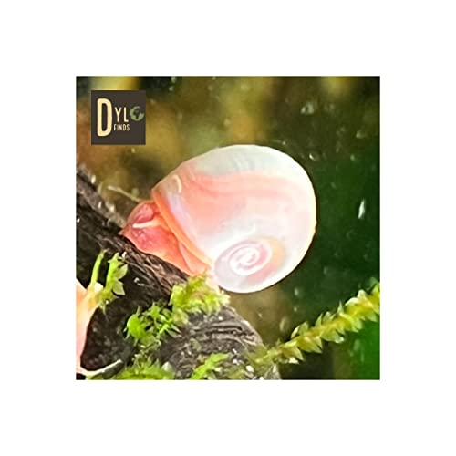 10 Live Ramshorn Snails by Dylfinds for Freshwater Aquarium/Pond Colony Start Clean-up Crew Planorbella Duryi (Bubblegum Pink)