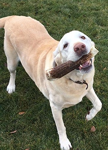 1- Large Split, Single Pack – All Natural Premium Grade A. Antler Chew. L=5-9” Naturally Shed, Hand-Picked, and Made in The USA. NO Odor, NO Mess. Guaranteed Satisfaction. for Dogs 30+ LBS