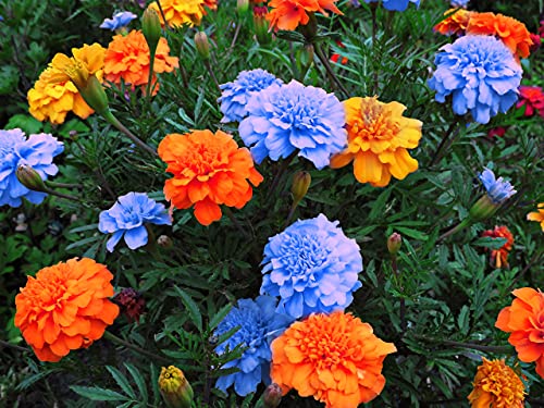 200 Pcs Mixed Marigold Seeds Flower Plant Bonsai Garden Decoration