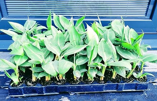 1 Live Plant Dwarf Cavendish Banana Fruit Tree 2 to 3 feet, Read to Plant