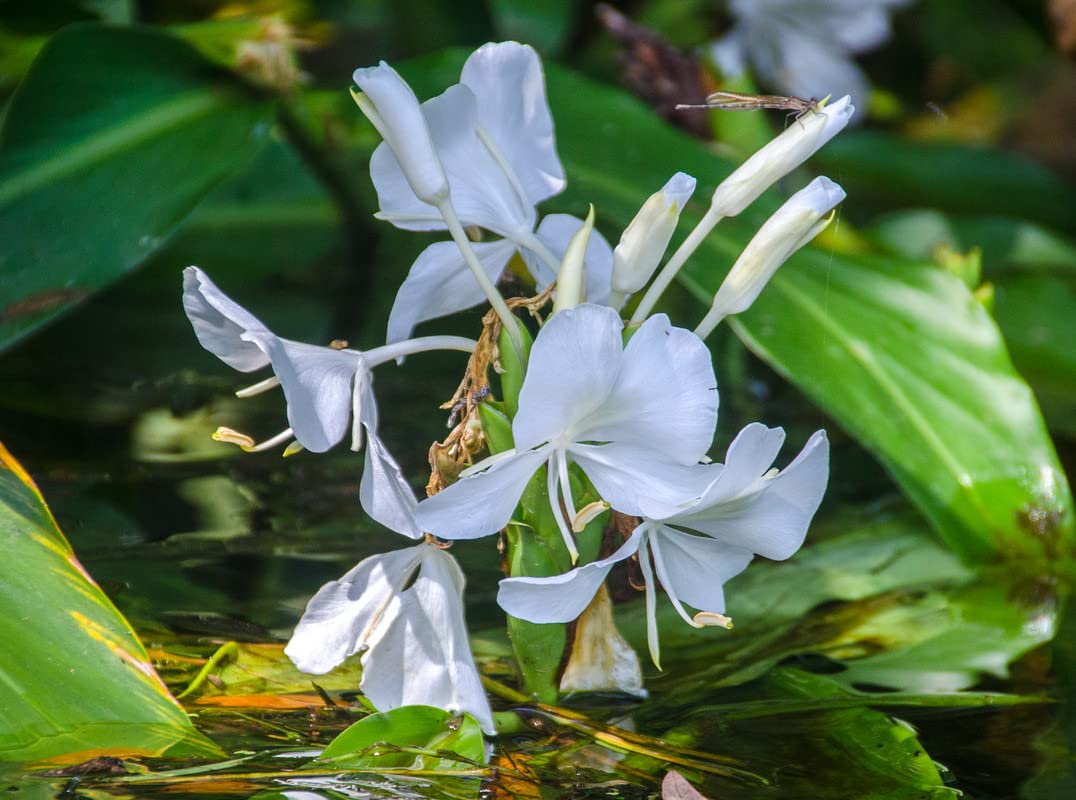 1 White Butterfly Ginger Lily Plant Live, Fragrant Ginger Live Plant 8 Inc Height for Planting