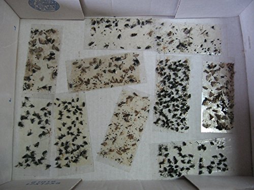 10 Pk Camel Cricket/Roach/Scorpion Sticky Traps