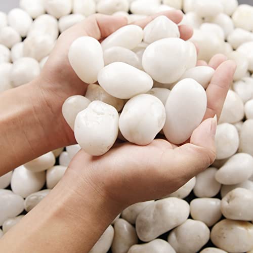 10 Pound 1-2 Inches Large Size White Pebbles Aquarium Gravel Ornamental Pebble for Fish Tank White River Rocks Outdoor Decorative Stones for Garden White Rocks for Landscaping (10)