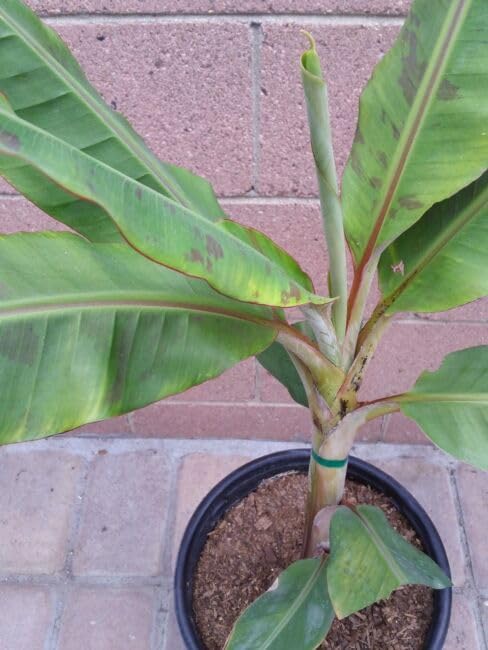 1 Live Plant Dwarf Cavendish Banana Fruit Tree 2 to 3 feet, Read to Plant