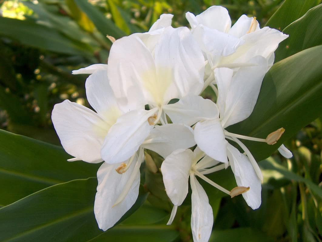 1 White Butterfly Ginger Lily Plant Live, Fragrant Ginger Live Plant 8 Inc Height for Planting