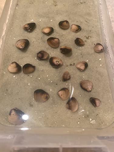 10 Baby Live Freshwater Clams: Perfect for Aquariums and Ponds Brown, Gold, Tan, Silver 1 Count (Pack of 10)