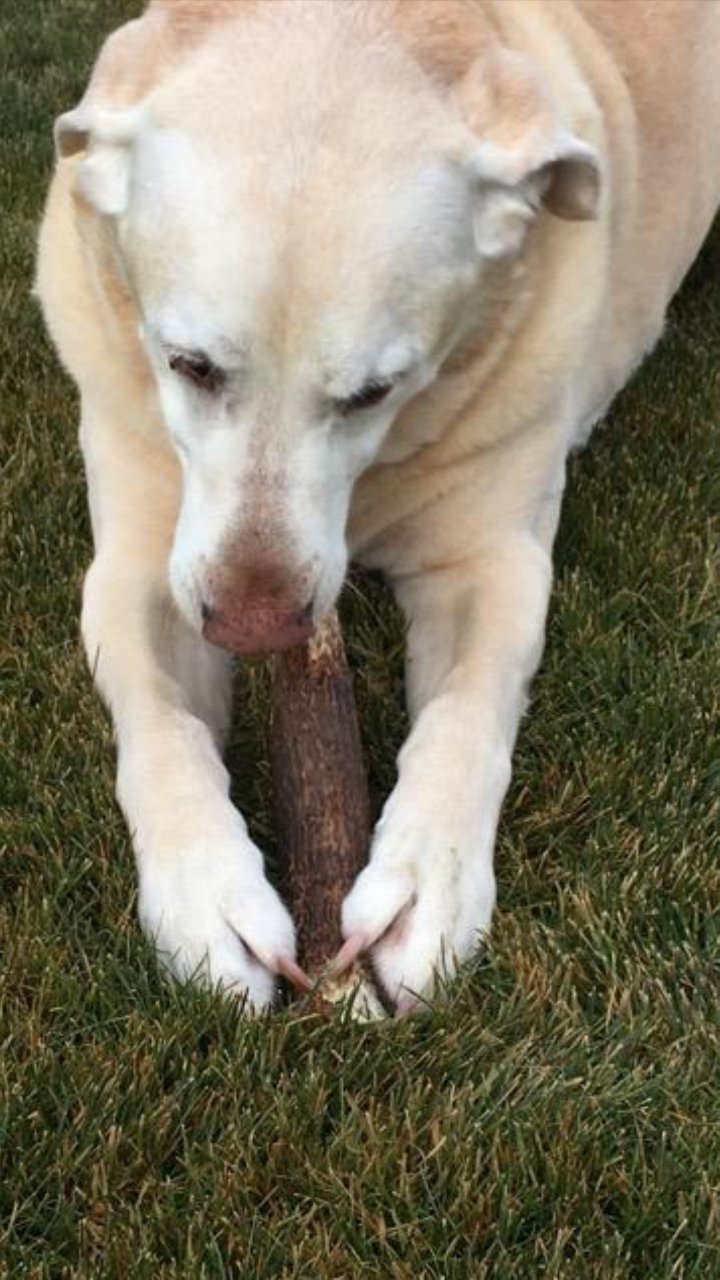 1- Large Split, Single Pack – All Natural Premium Grade A. Antler Chew. L=5-9” Naturally Shed, Hand-Picked, and Made in The USA. NO Odor, NO Mess. Guaranteed Satisfaction. for Dogs 30+ LBS