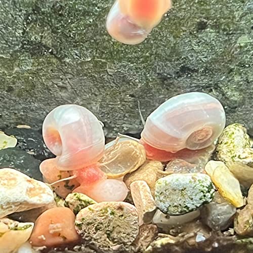 10 Live Ramshorn Snails by Dylfinds for Freshwater Aquarium/Pond Colony Start Clean-up Crew Planorbella Duryi (Bubblegum Pink)