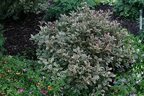 1 Gallon My Monet Purple Effect (Weigela) Live Plant, Purple Flowers